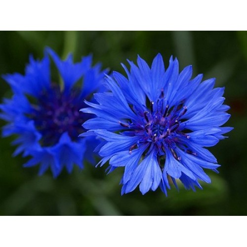 CENTAUREA CYANUS BLUE BALL - BLUE CORNFLOWER SEEDS - 100 SEEDS